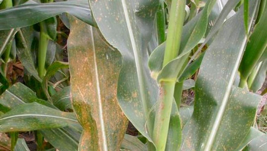 Pungo living: Southern Corn Rust invades
