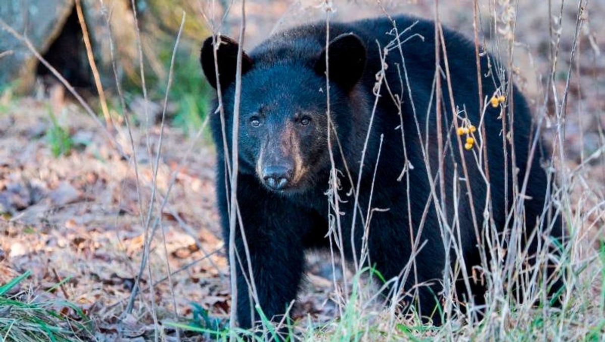 Black bears are out and about at Pocosin Lakes