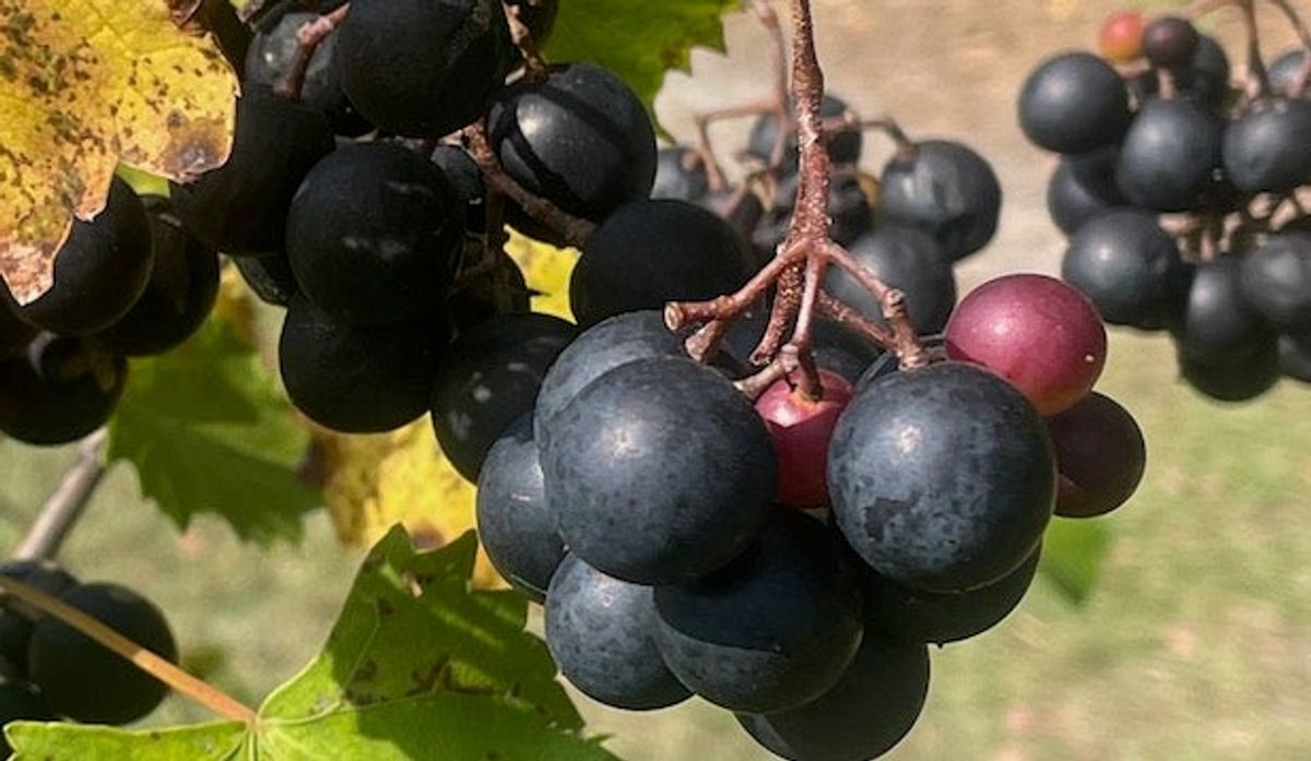 Our native grape: tips on growing and cultivating Muscadines