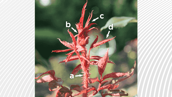 Telltale signs of rose rosette virus