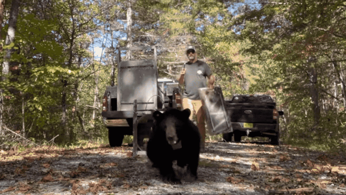 Outdoors: NCWRC names new executive director; black bear cub...