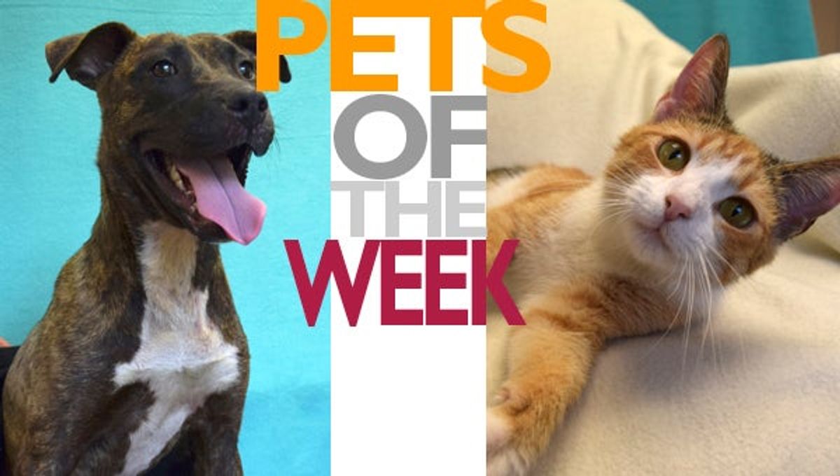 Pets of the Week, June 14, 2015