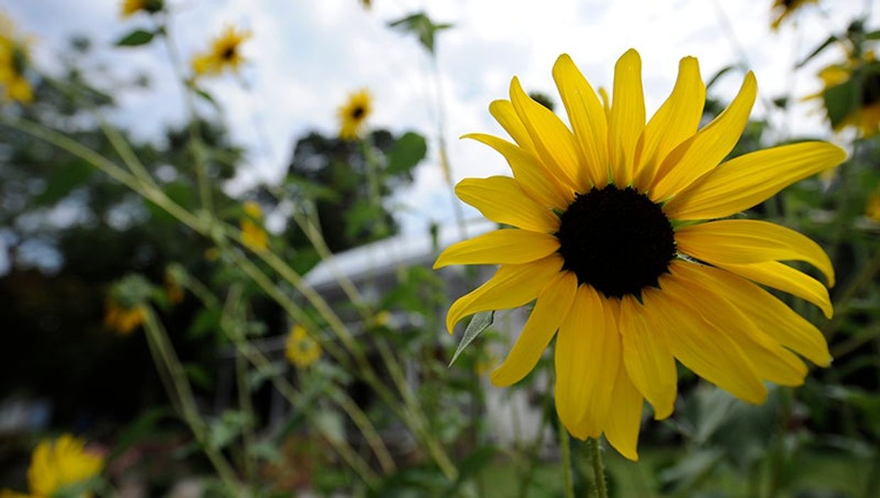 Rose Haven opens gardens for party Sunday