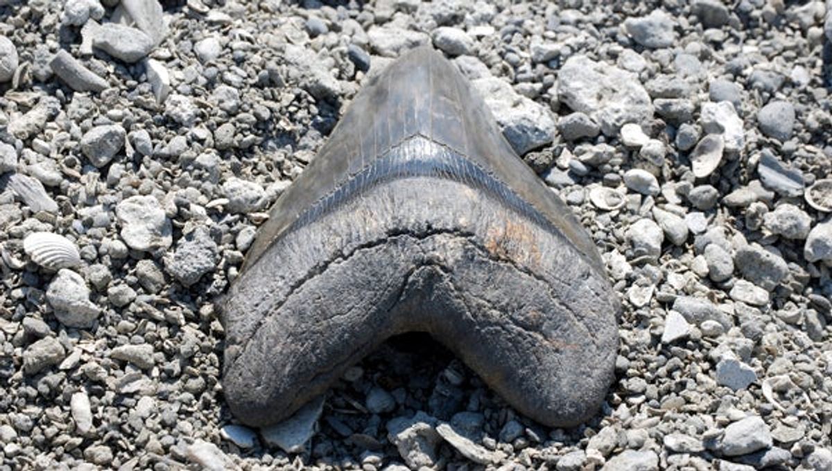 Aurora Fossil Festival puts fun in education