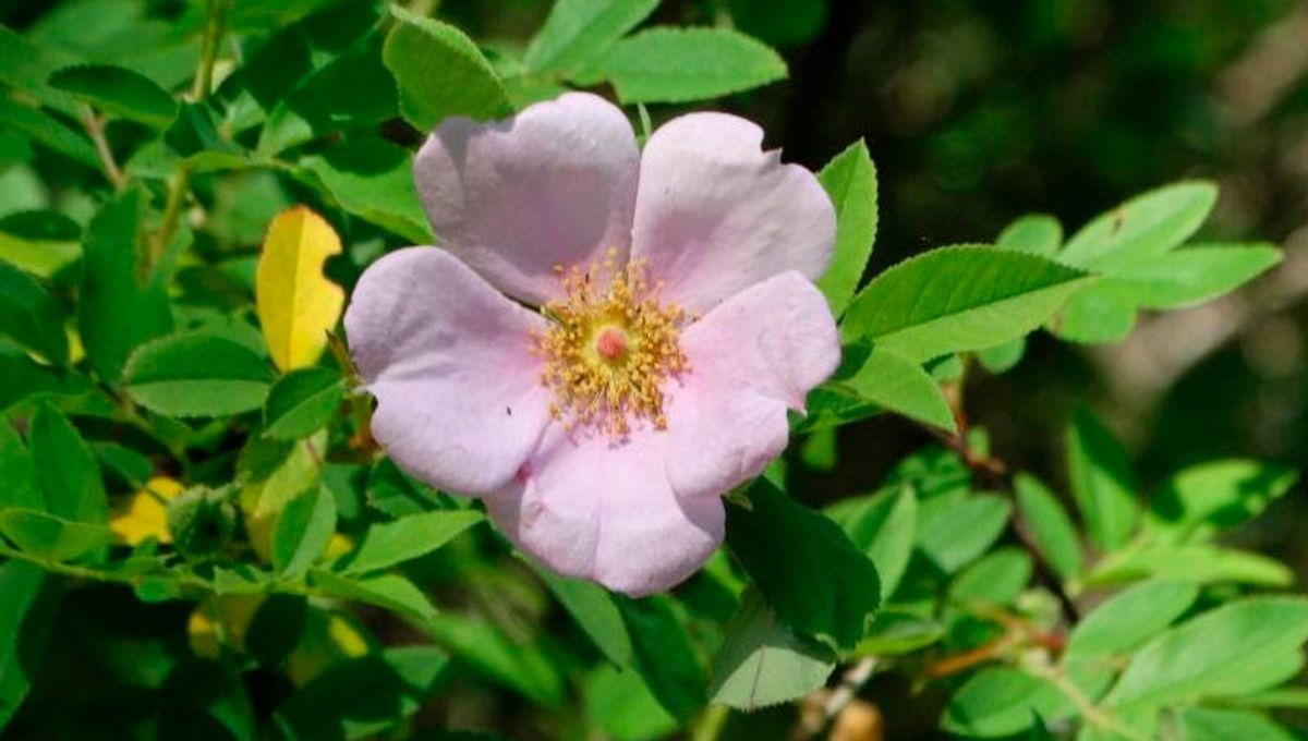 Swamp Rose in bloom