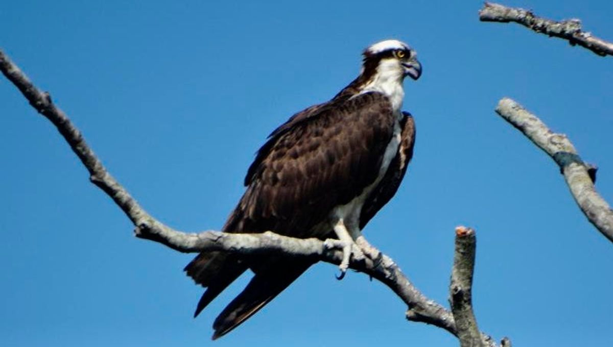 Pocosin Lakes Refuge - Distinctive high-pitched whistle-call