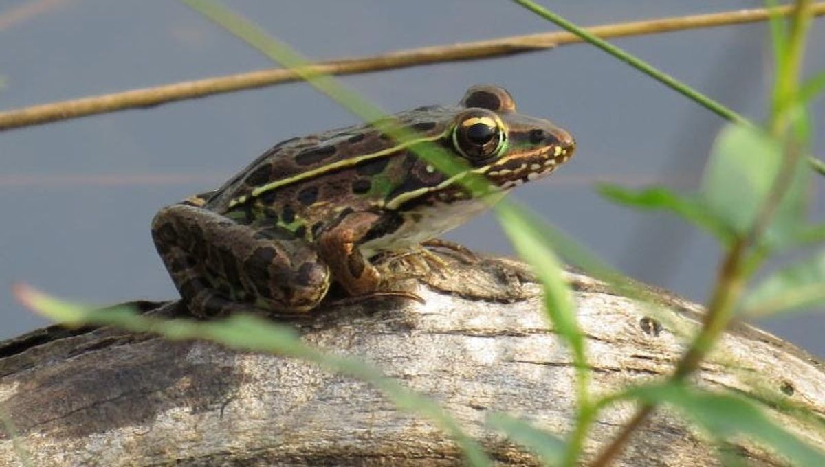 Pocosin Lakes Refuge - A Native Eastern United States Frog