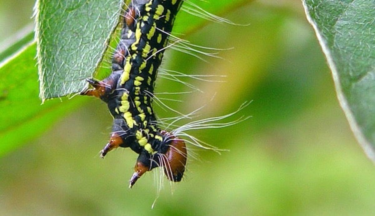 Azalea caterpillars or Labor Day worms?