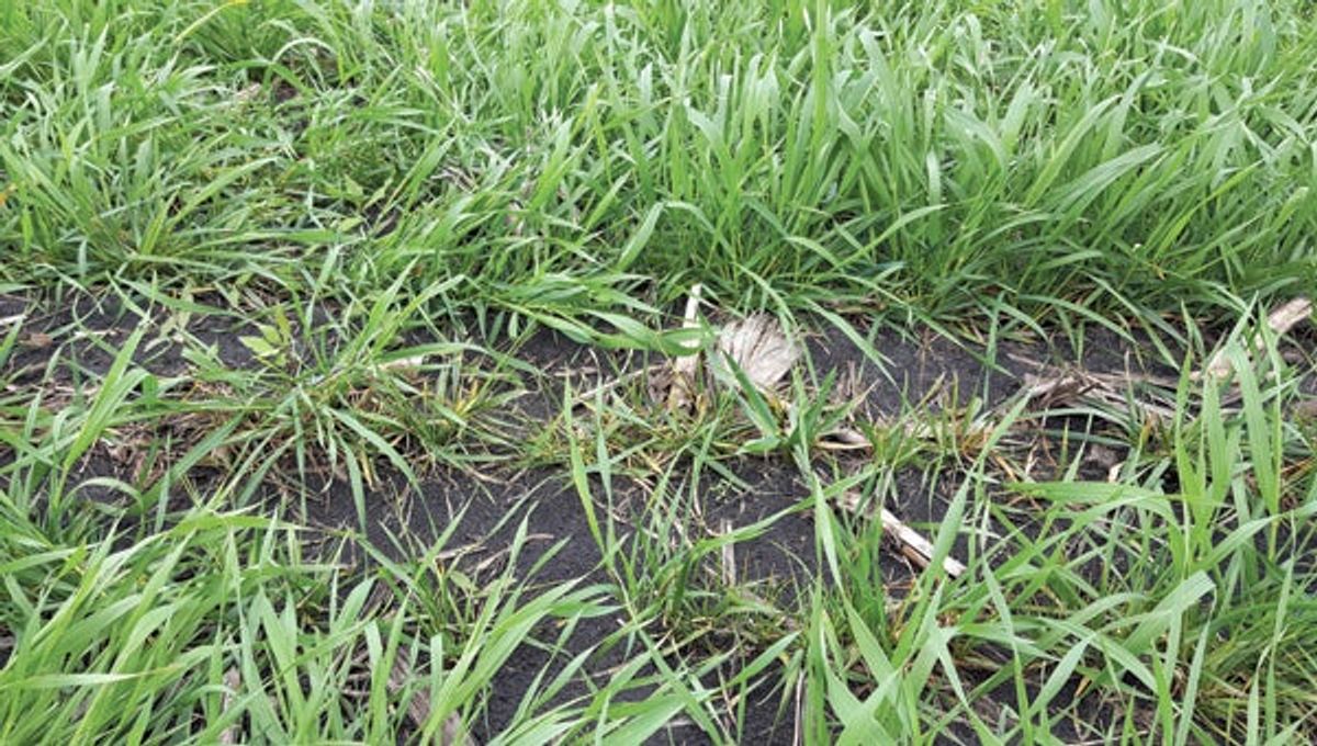 Field day to focus on problems with wheat crops