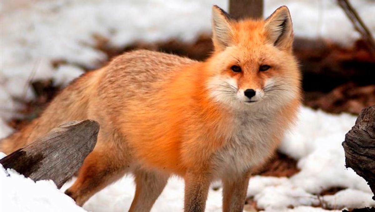 Fox sightings rise as kit-rearing season peaks