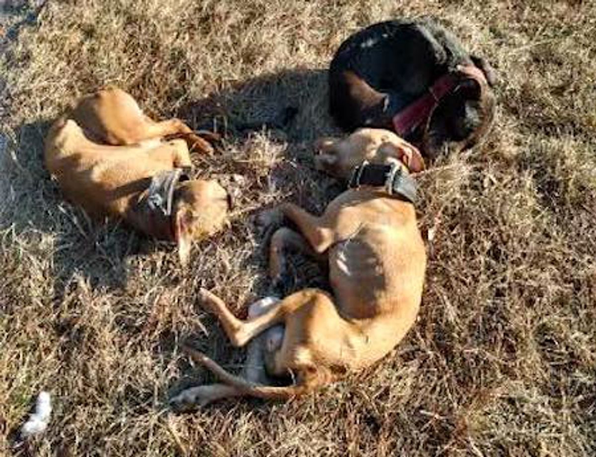 PETA offers reward in starved dogs’ deaths