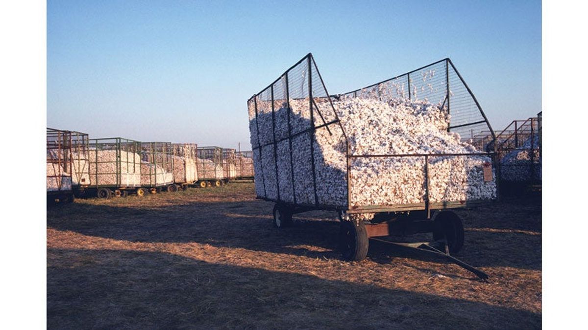 Windsor farmer named to Cotton Board