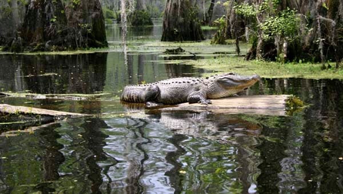 Riverkeeper Report: Are alligators coming to Virginia?