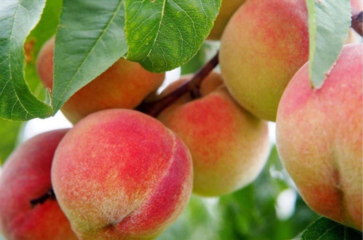 Pick Virginia peaches at the peak of season