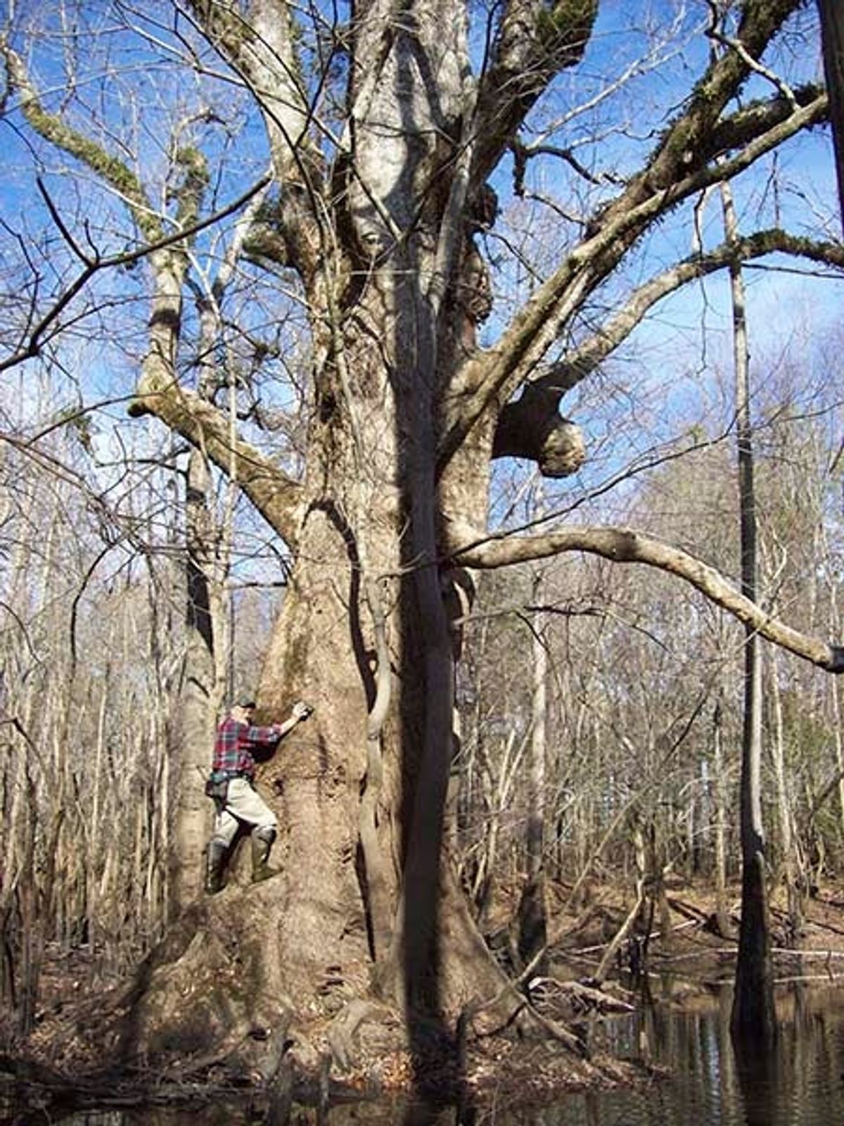 Southampton trees receive Champion Tree designation