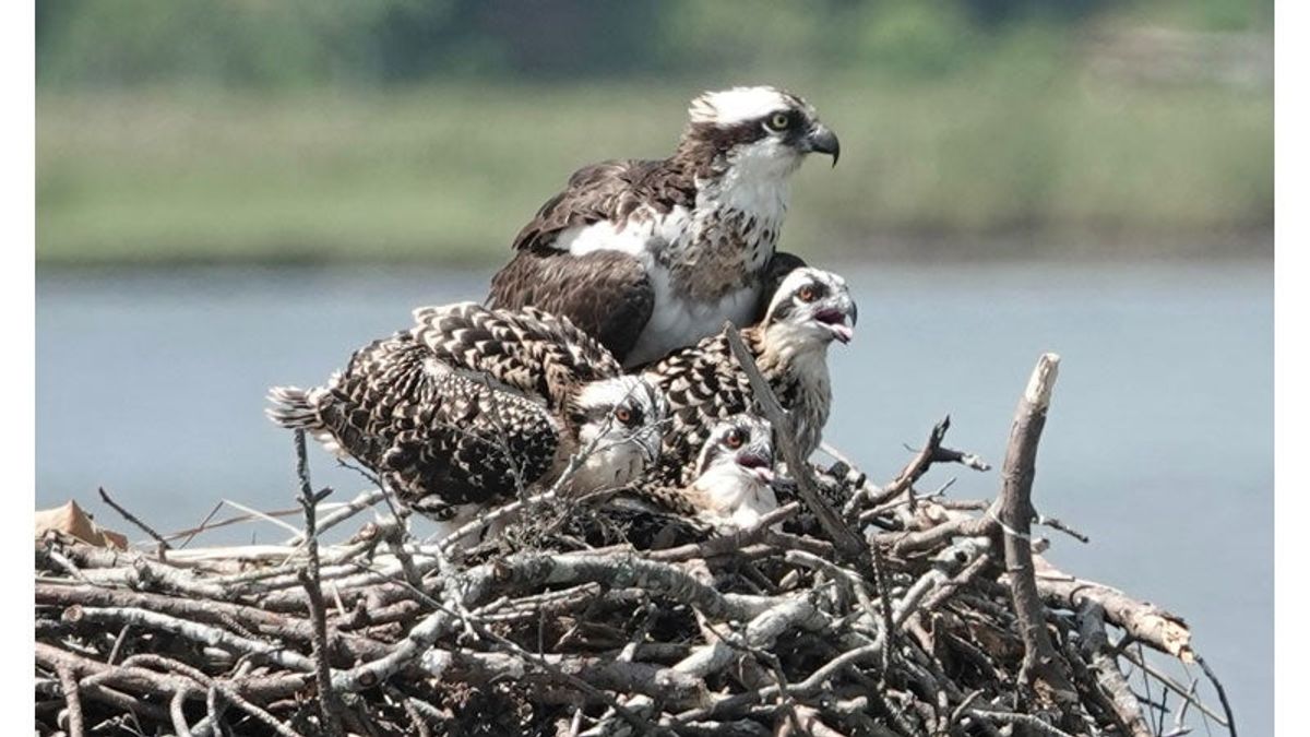Osprey family grows