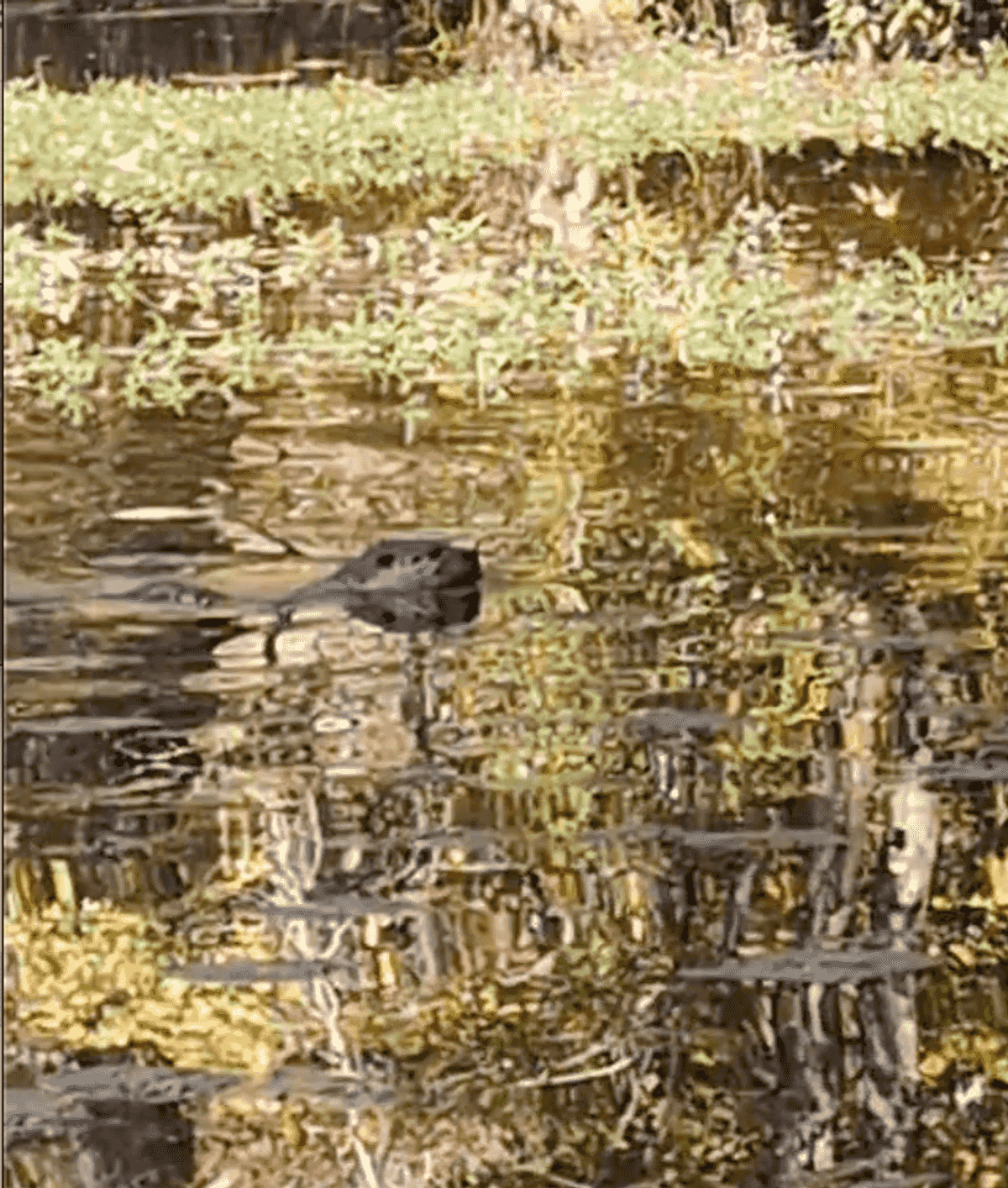 RIVERGUARD REPORT: It’s a Fat Cat Fall on the Blackwater