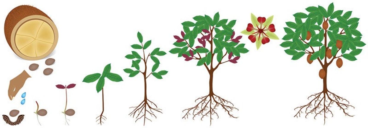 Four environmental factors affect seed germination