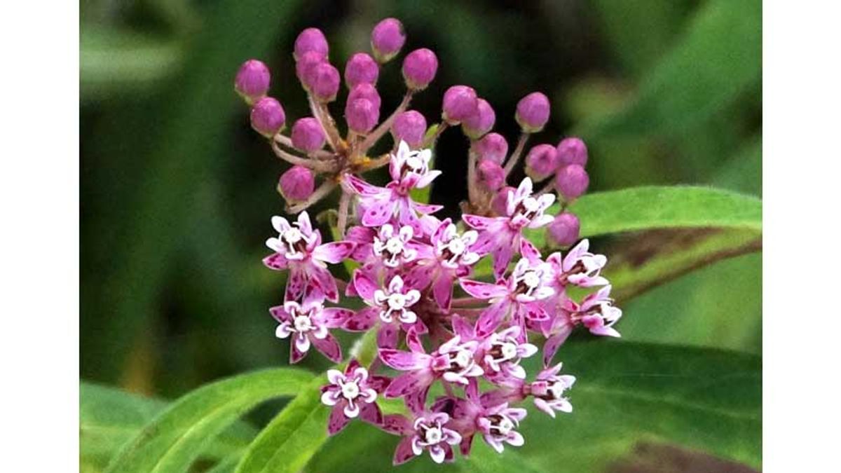 The incredible pollination of milkweed flowers