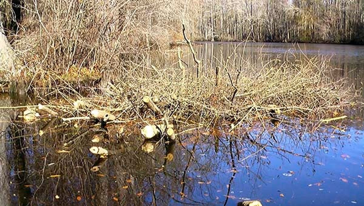 Beavers open new grocery store