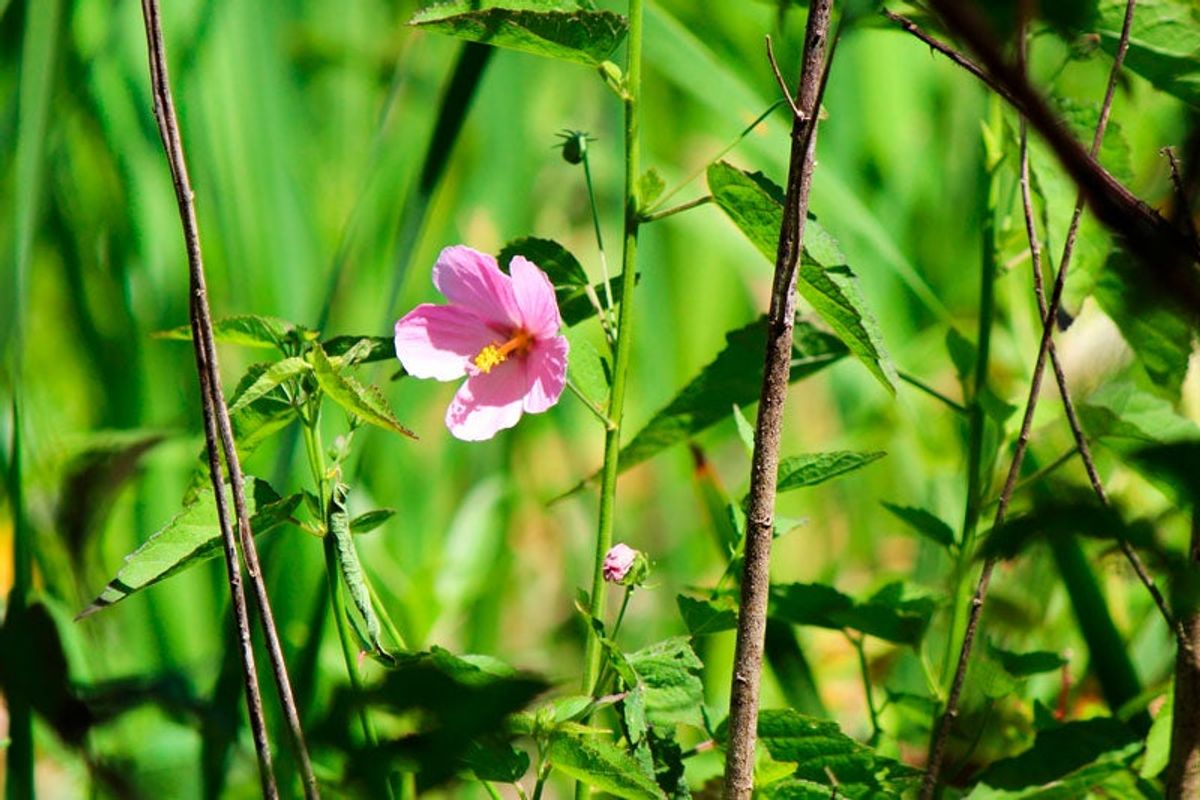 Seashore mallow provides excellent color through fall