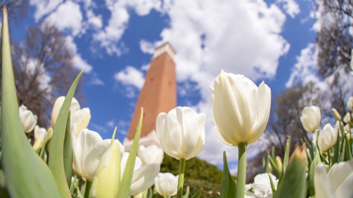 Little named to Alabama spring dean's list