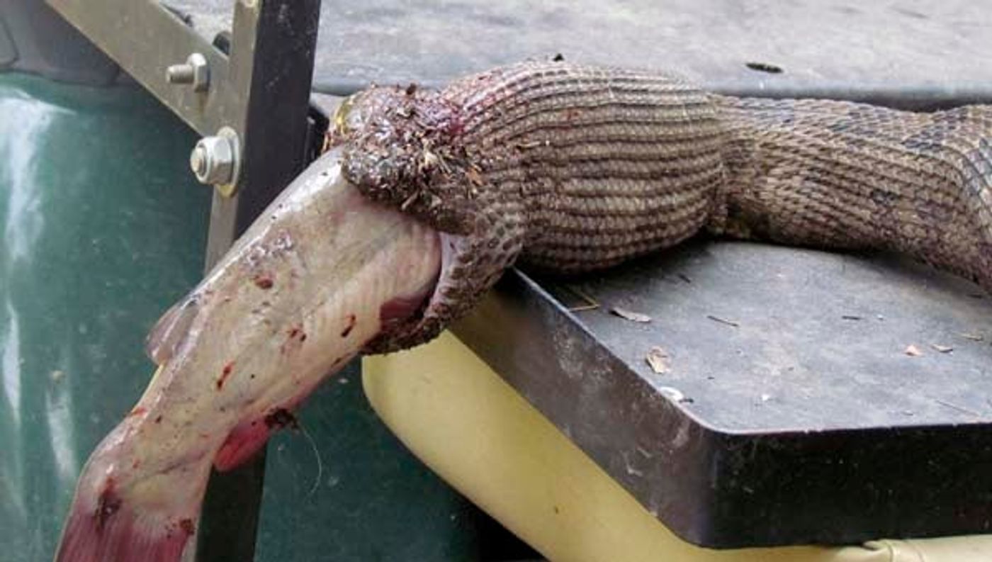 Water moccasin has catfish for breakfast