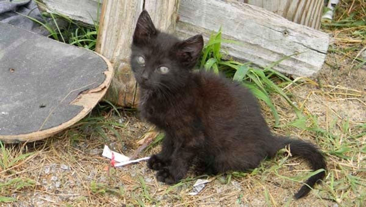 Kitten disemboweled