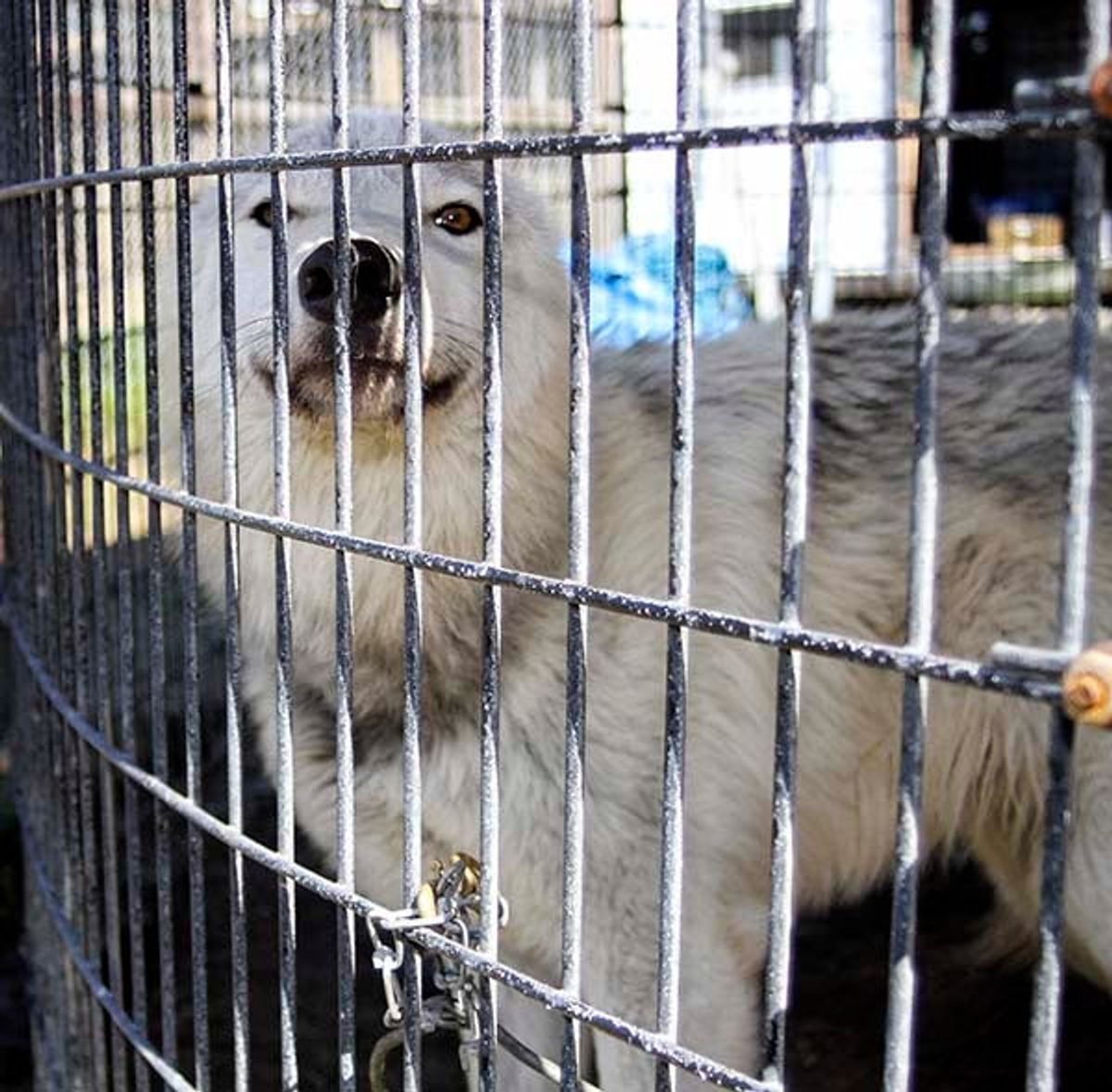 Celebrate Halloween at Bear Path Acres