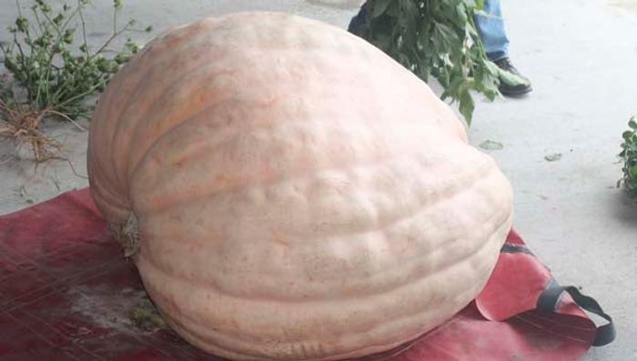 Bunn, Drake fair sweepstakes winners