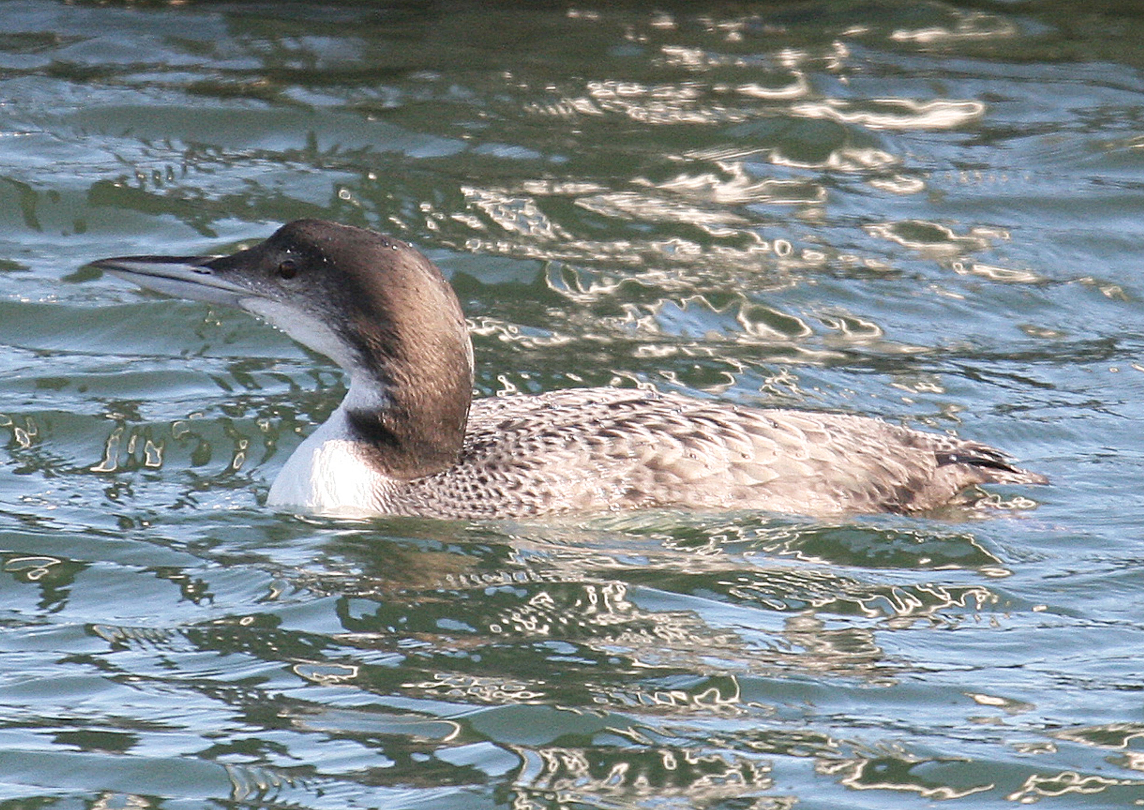 Species Profile: All About the Common Loon