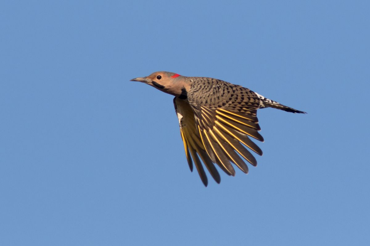 The Cape May Bird Observatory is a World Leader in Migratory Bird Rese...