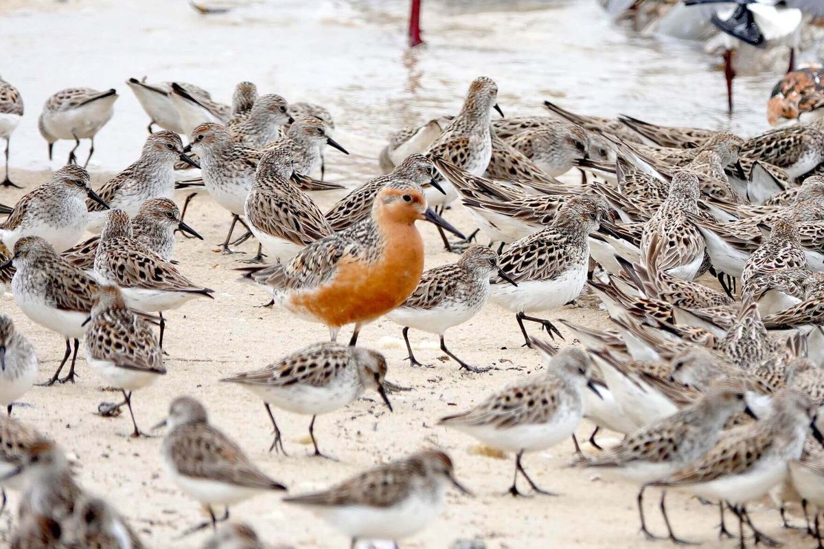Red Knot Numbers See an Increase This Year