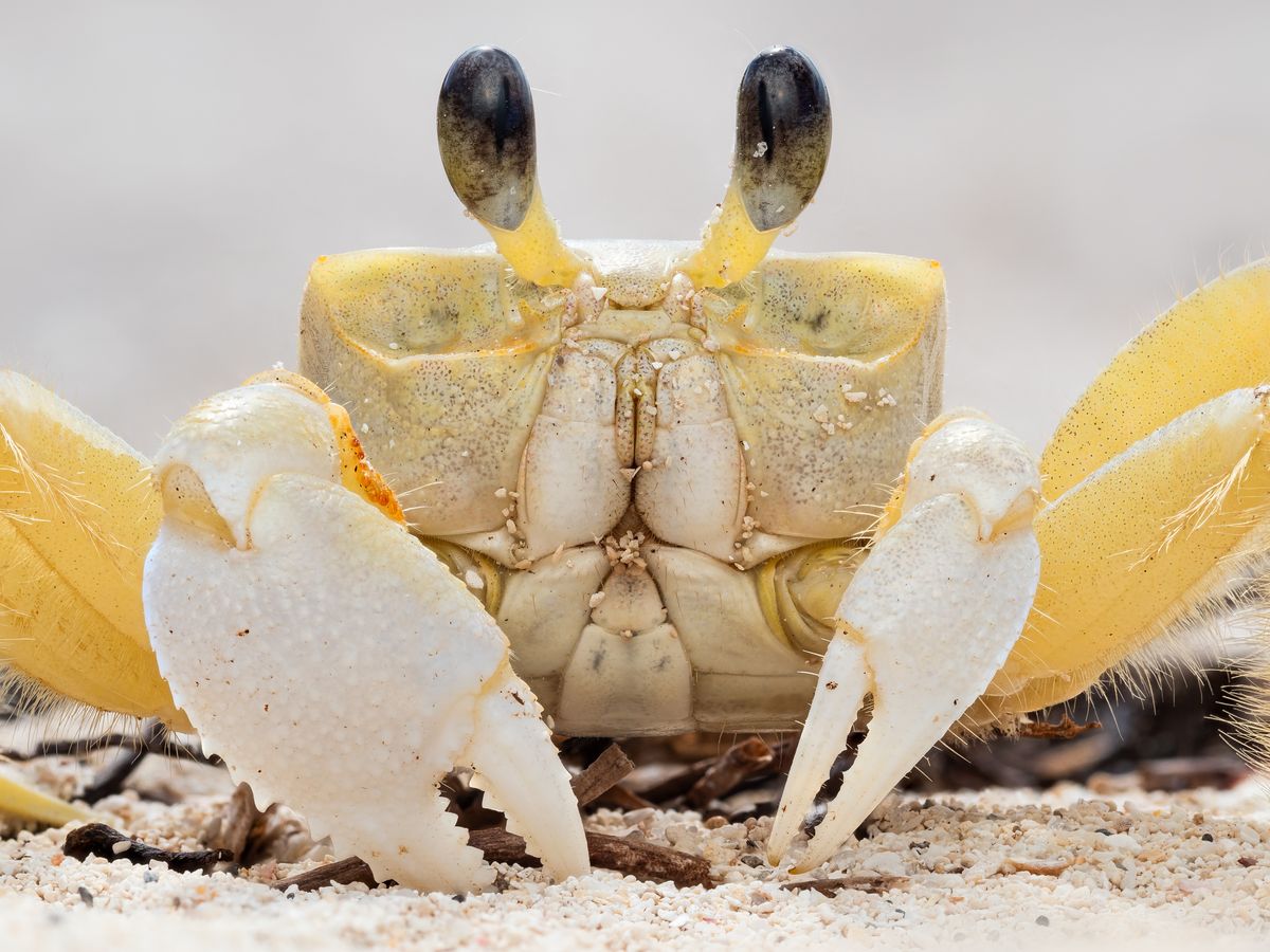 Ghost Crabs of Cape May: A Nighttime Beach Adventure