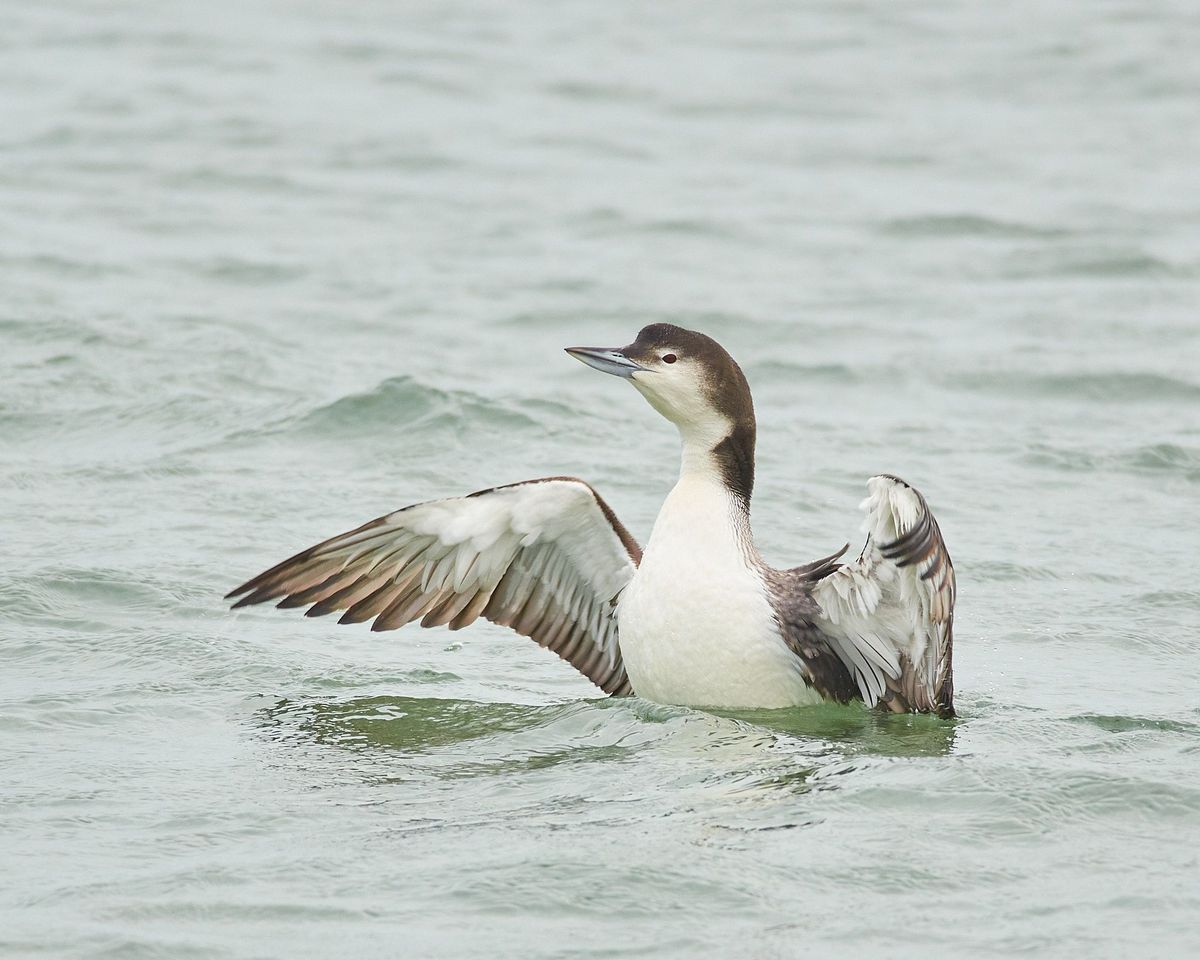 Species Profile: All About the Common Loon