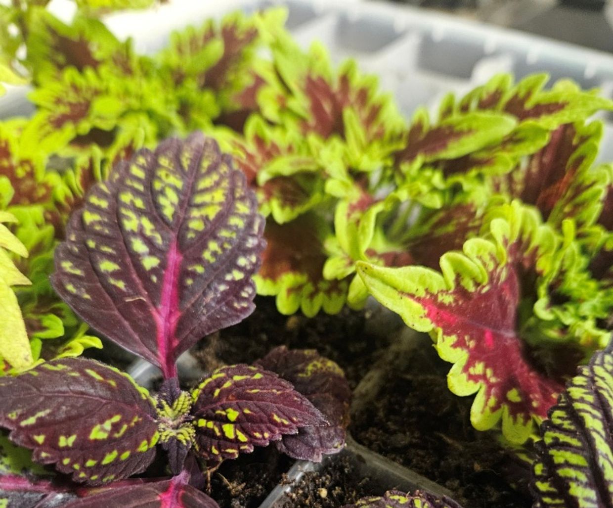 Making more of your favorite plants through propagation