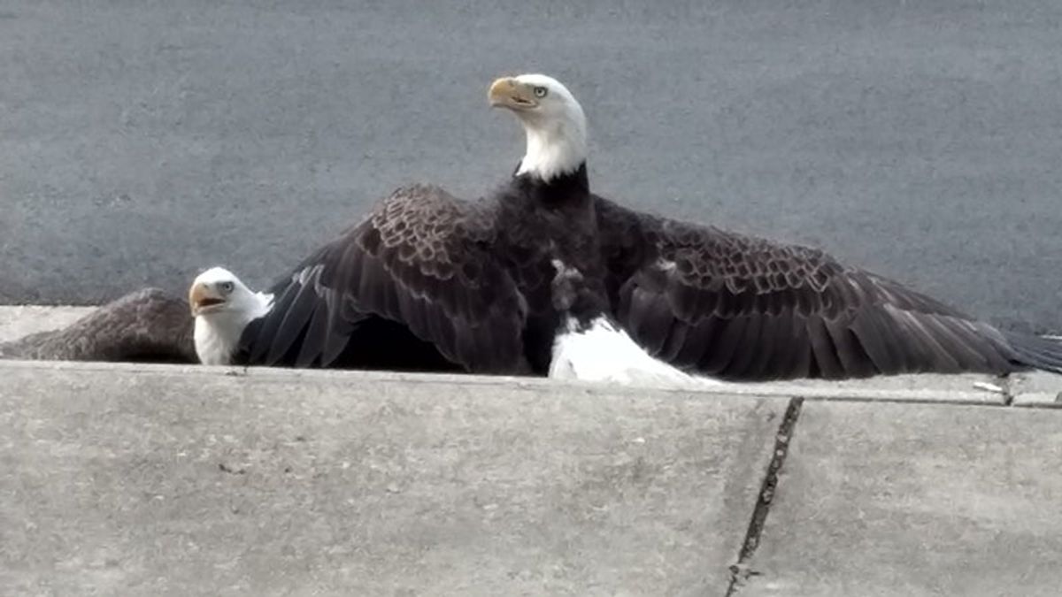 Eagles crash in on homeowner