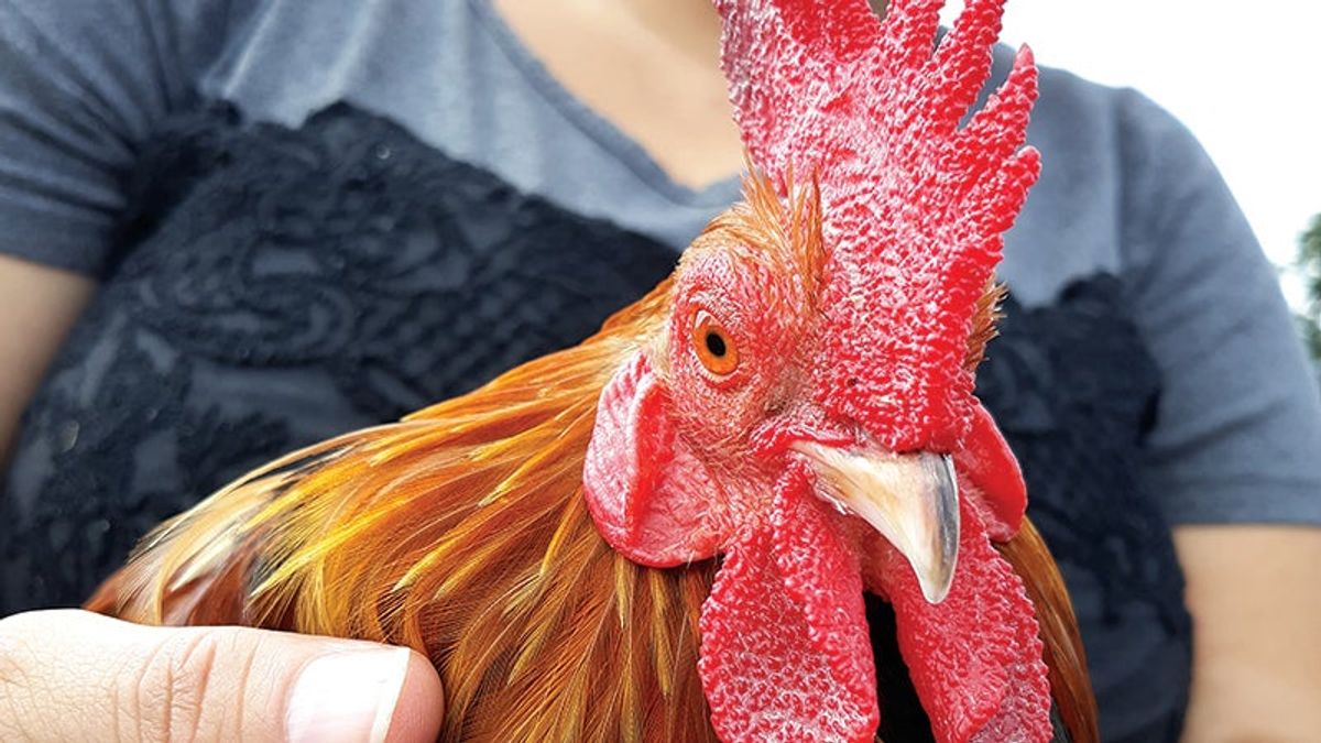 Swapping chickens on a Saturday
