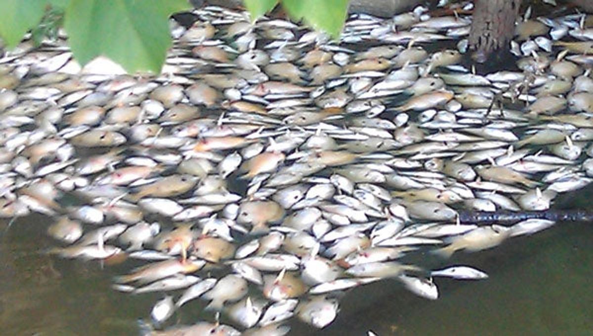 Fish kill