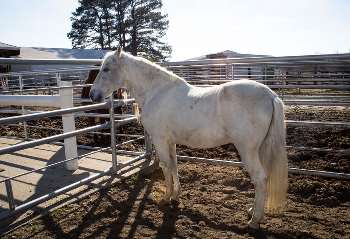 Horse Course: students learn lessons on the farm