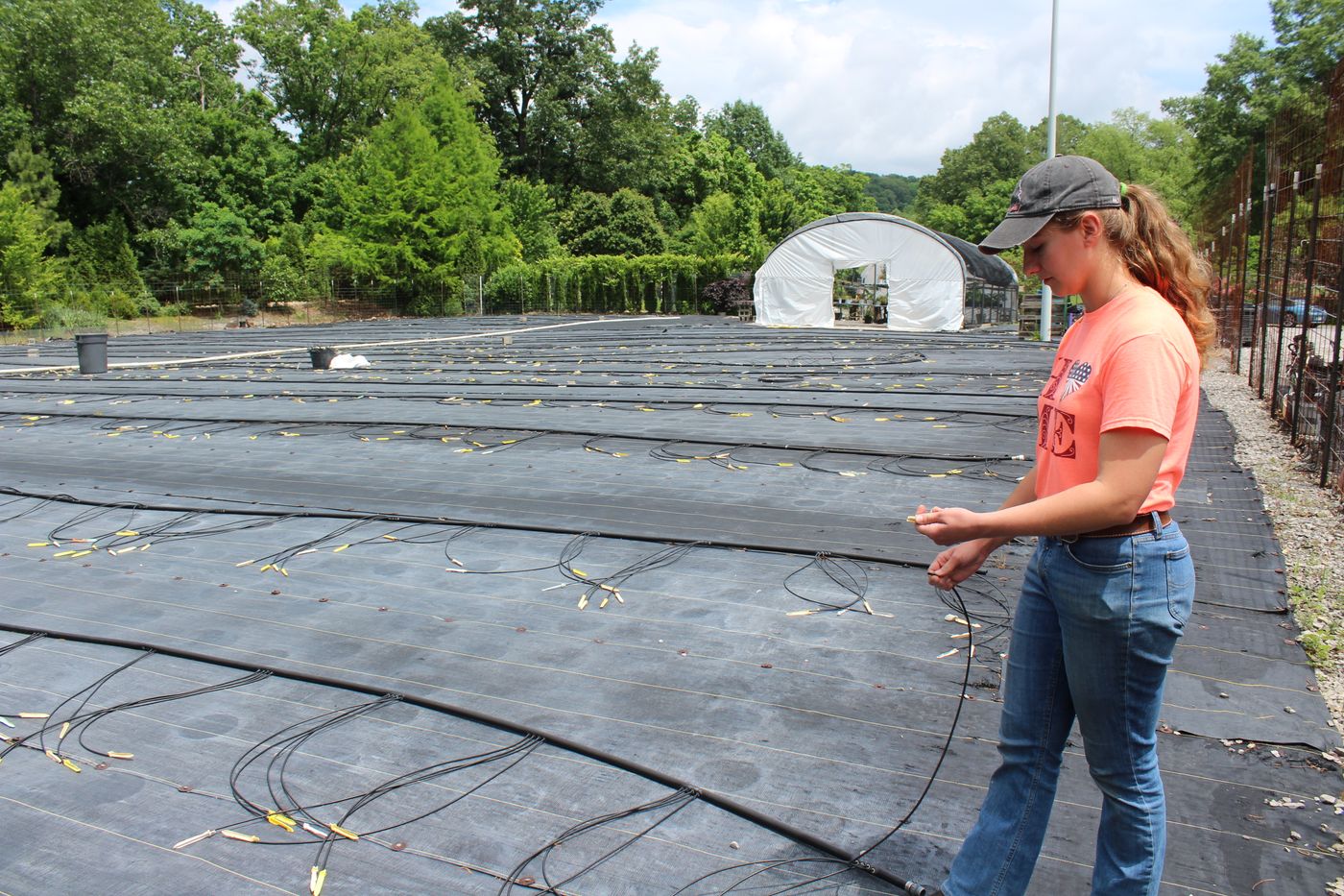 Strolling: A walk through the culture in Divine 9 Greek life