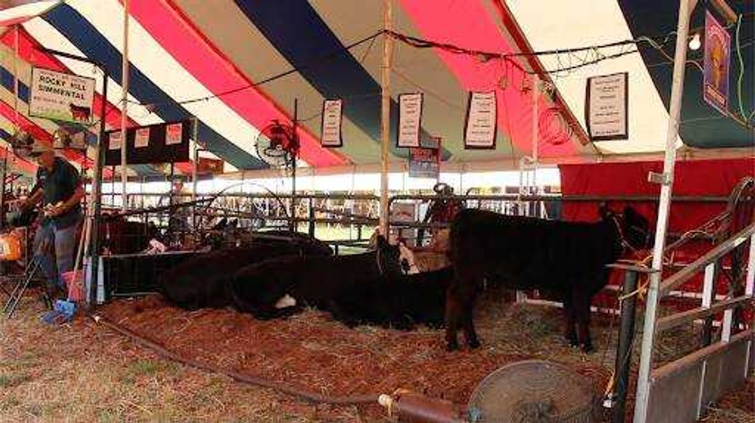 Clover Kids, Cows, Contests: SEMO District Fair hosts 4-H Club livesto...