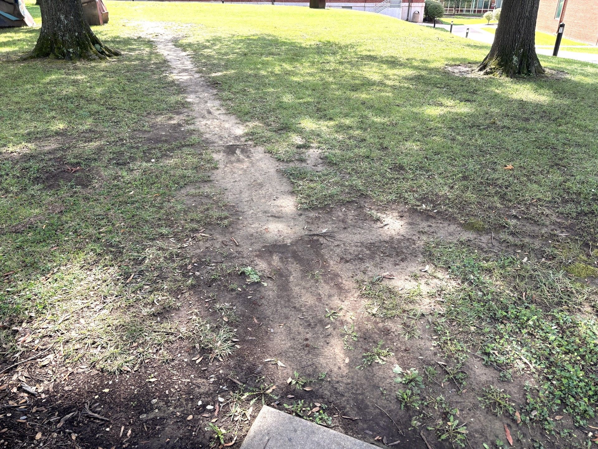 Desire paths: why we walk off the beaten path