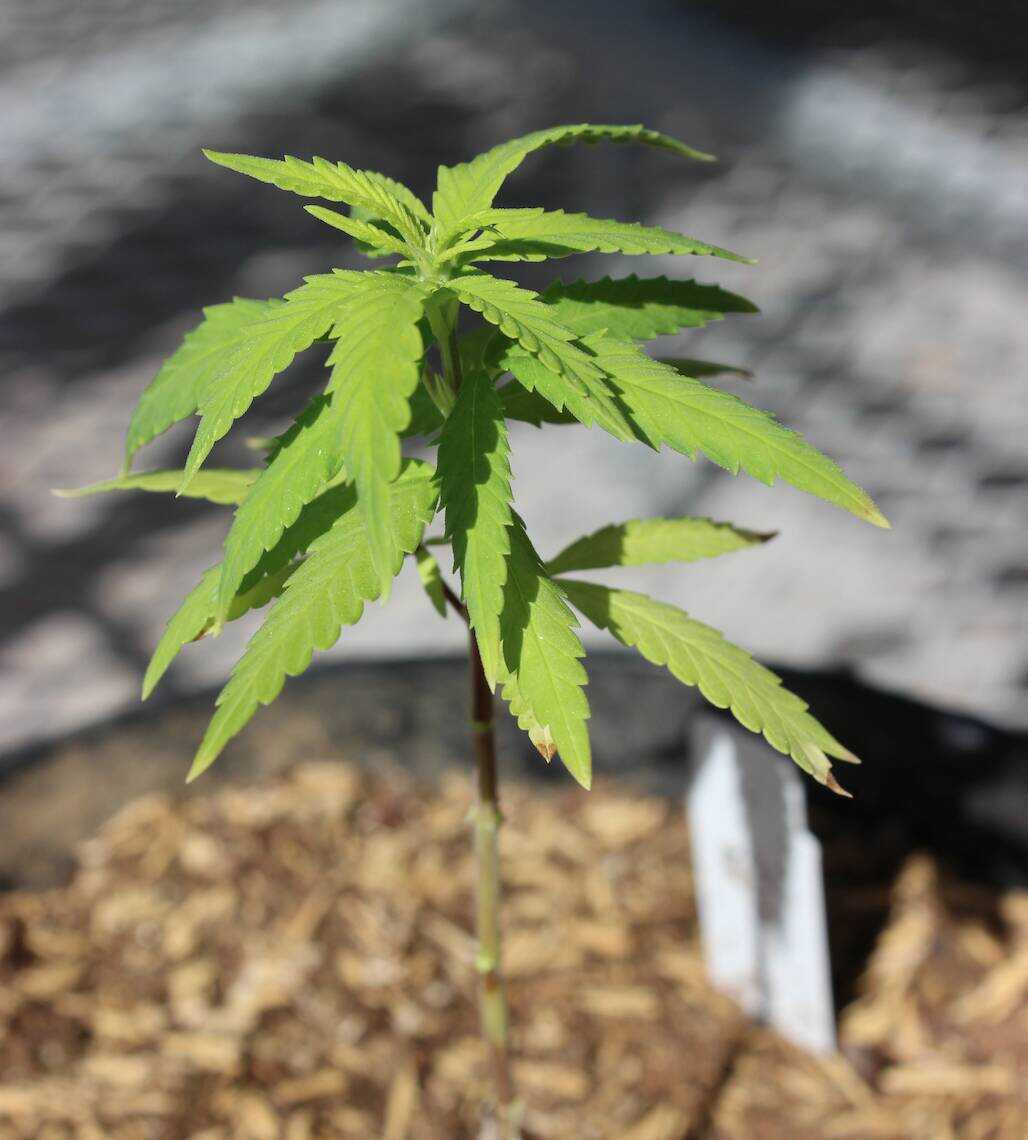 The Effects of Legalized Cannabis