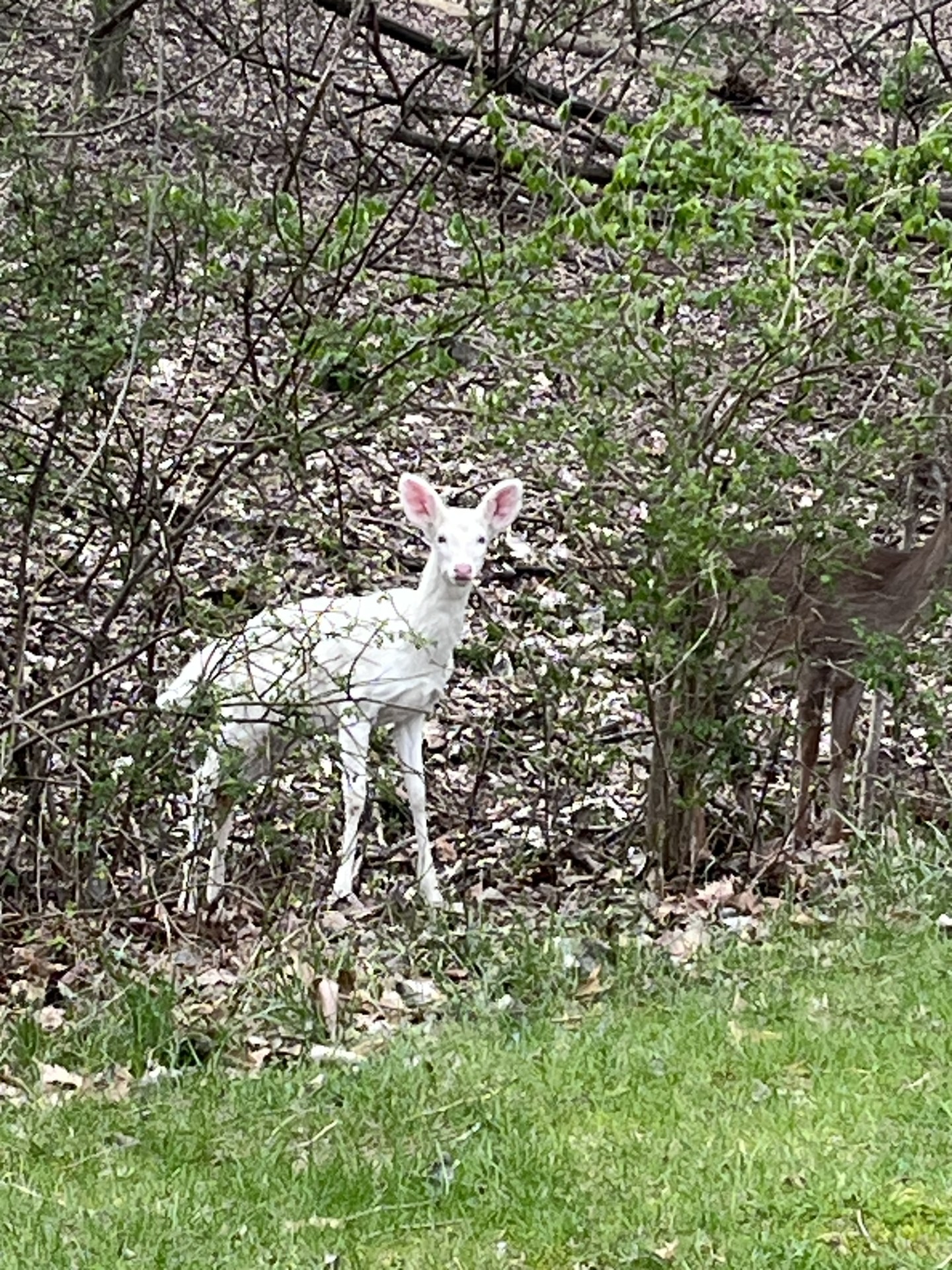 Rare albino deer sightings around SEMO campus