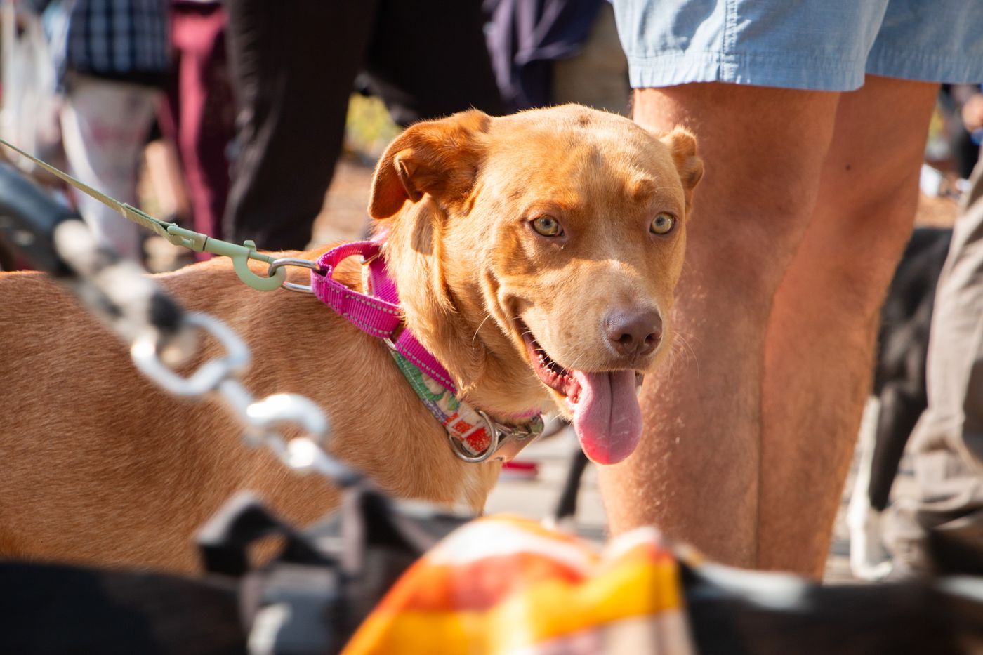Photo Gallery: 2025 SEMO District Fair comes to Cape Girardeau