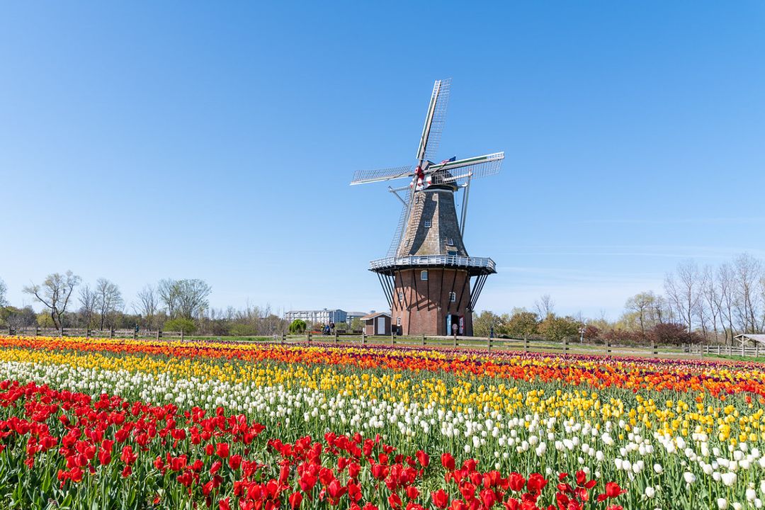 Michigan's iconic Tulip Time Festival is back this spring from May 1-10