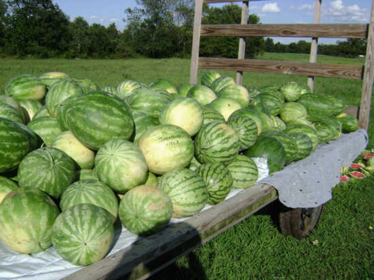 Watermelon variety research in Lamar reveals best types for profitable...