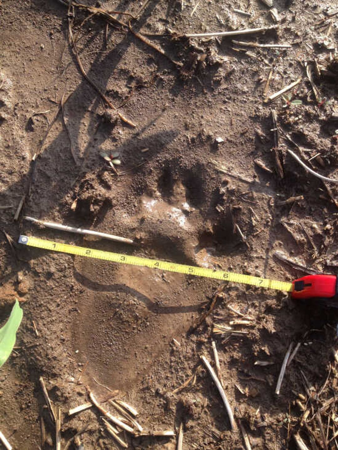 Bear sighting near Walker confirmed