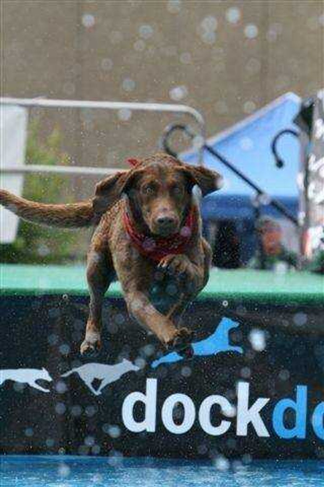 Dock Dogs coming to Good Ol' Days